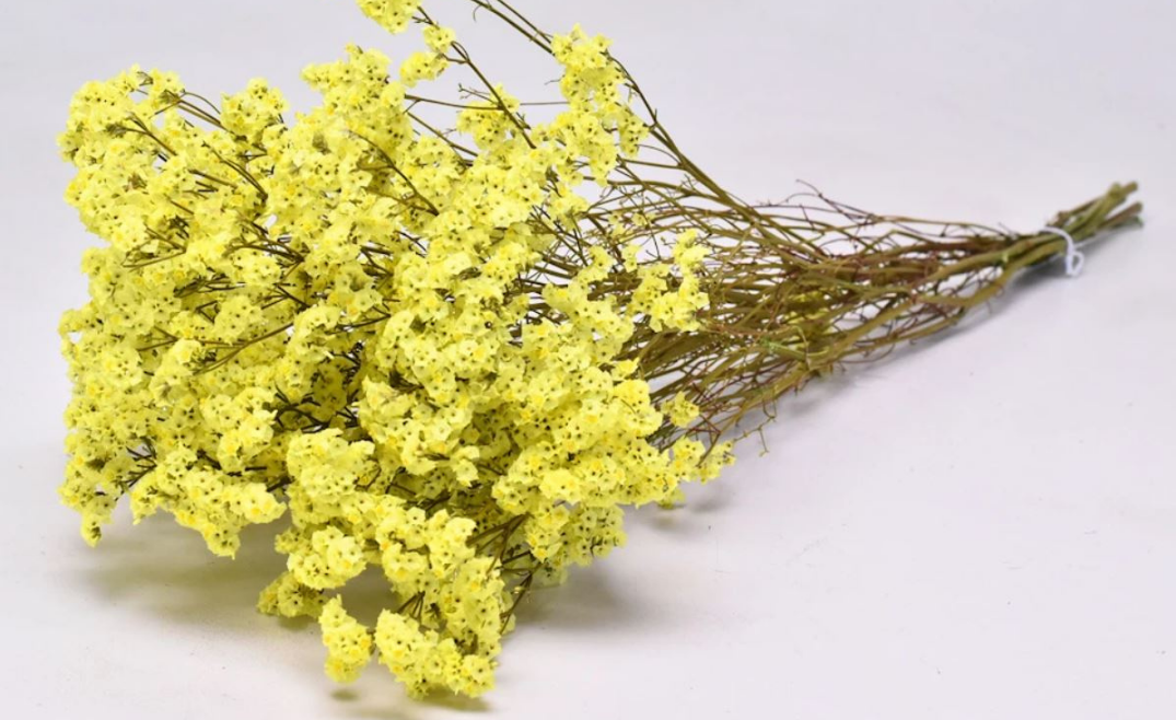 Limonium Diamond 'Yellow' | Prachtige soort | Droogbloemetjes.nl ...