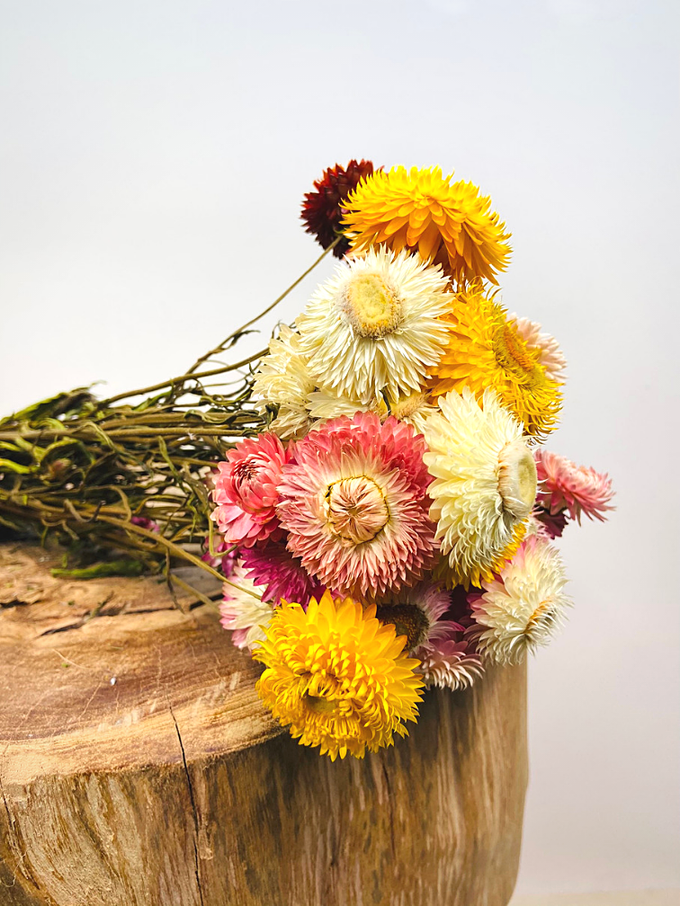 Wat houdt de term "droogbloemen" in? | Lees er alles over | Droogbloemetjes.nl - Droogbloemetjes.nl