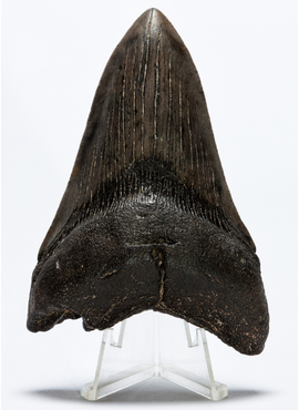 Different colours of Megalodon teeth | Megalodontand.nl - Megalodontand.nl