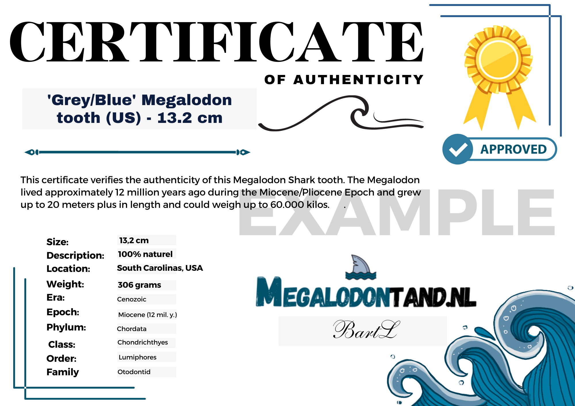 Certificaat van Echtheid (COA) - Megalodontand.nl