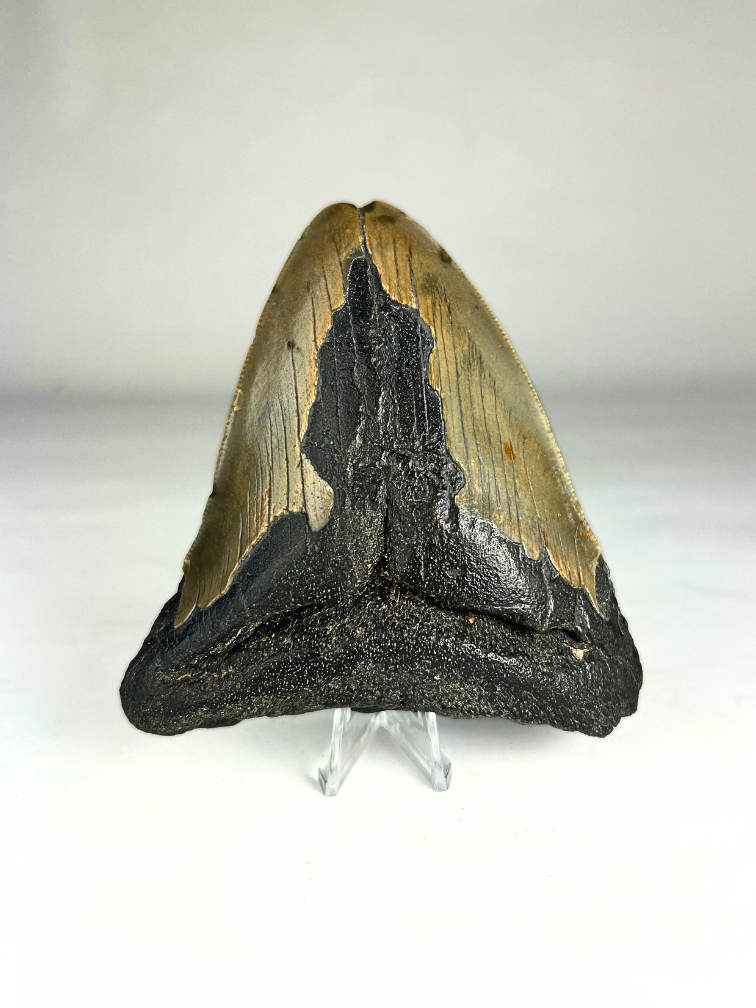 Megalodon tooth | Defeated Defender | Megalodontand.nl - Megalodontand.nl