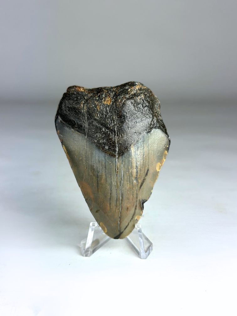 Megalodon tand | Small Sabre | Megalodontand.nl - Megalodontand.nl