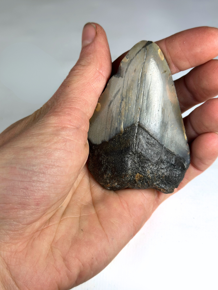 Megalodon tand | Small Sabre | Megalodontand.nl - Megalodontand.nl