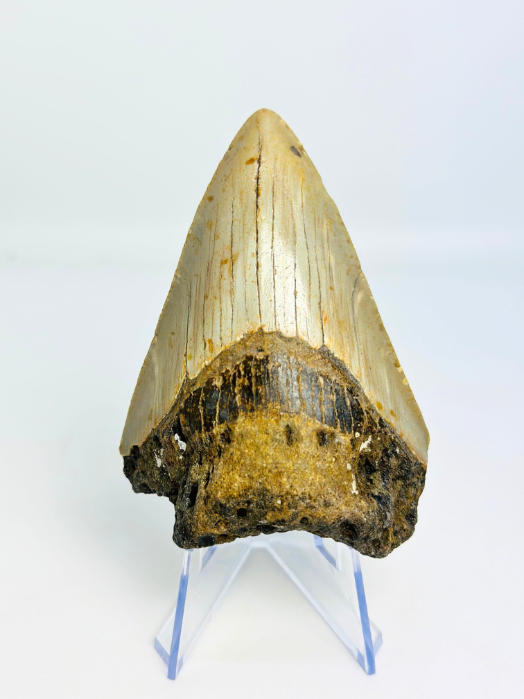 Megalodon tand | Devoured Soul | Megalodontand.nl - Megalodontand.nl