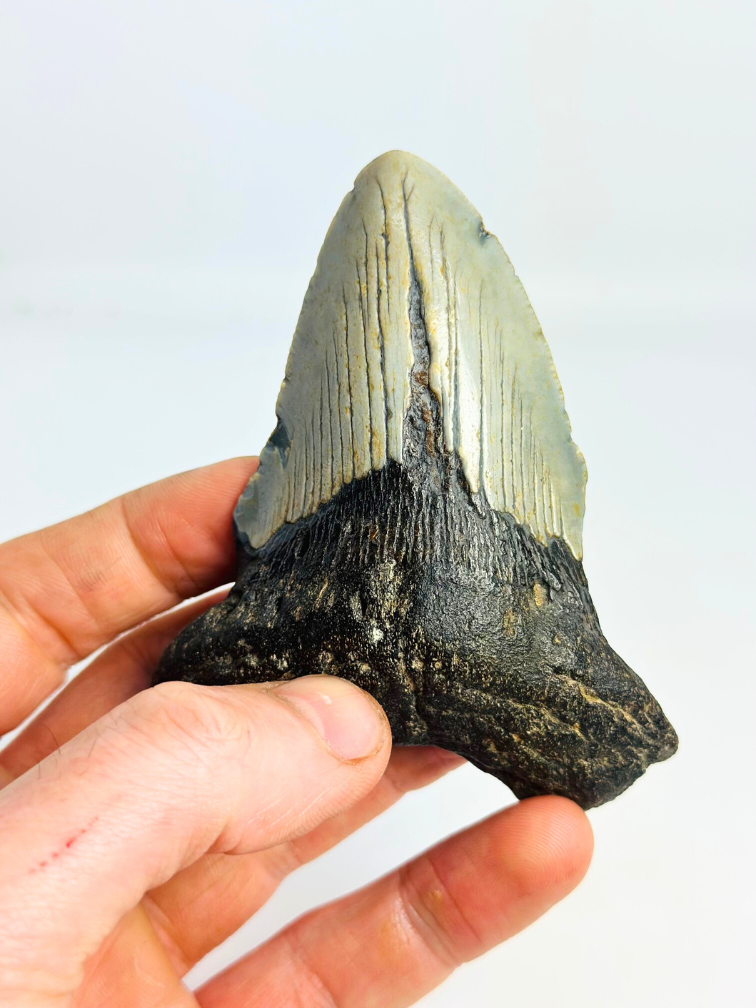 Megalodon tooth - Kunai with Chain | VS | Megalodontand.nl ...