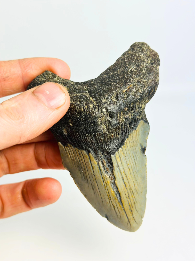 Megalodon tooth - Kunai with Chain | VS | Megalodontand.nl ...
