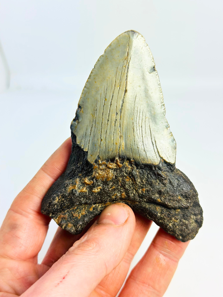 Megalodon tooth - Kunai with Chain | VS | Megalodontand.nl ...