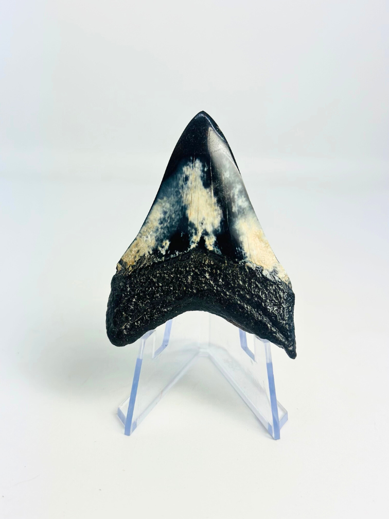 Megalodon tand | Abyssal Fire | Megalodontand.nl - Megalodontand.nl