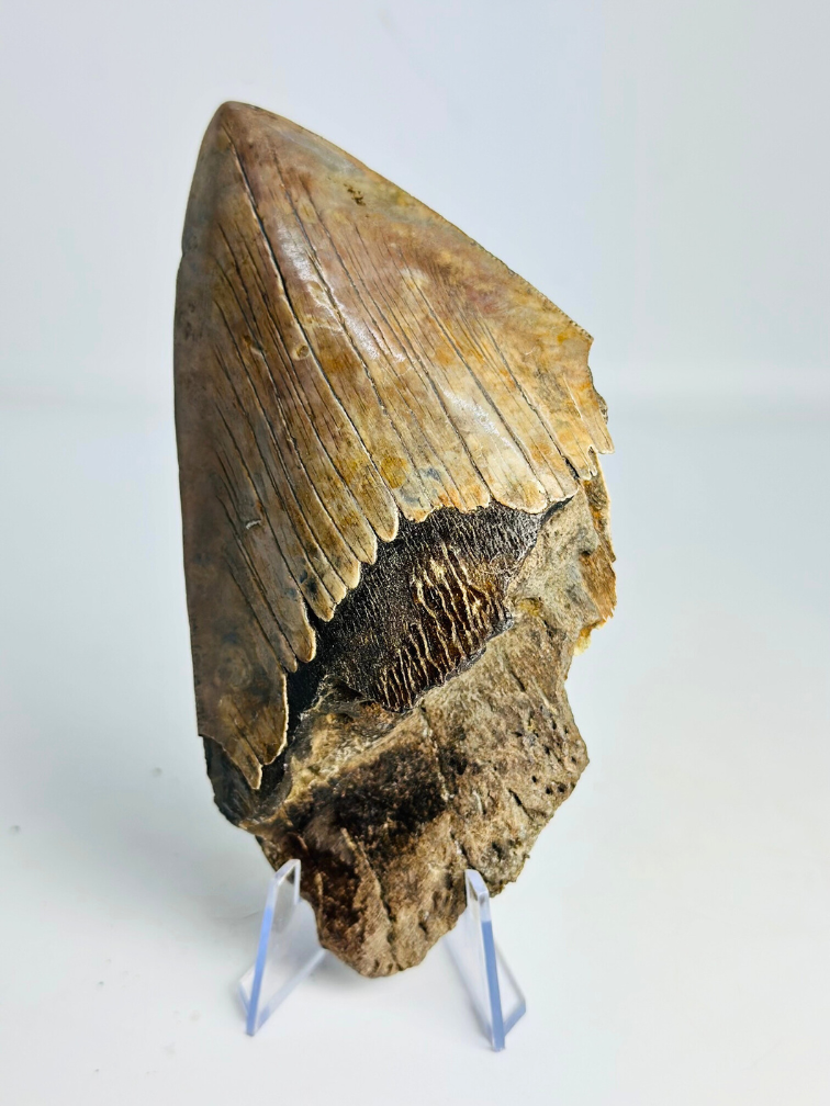 Megalodon tooth | The Bashed | US | Megalodontand.nl - Megalodontand.nl
