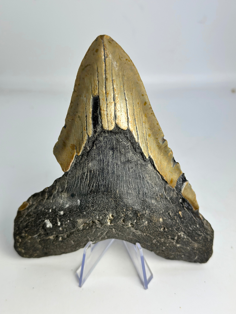 Megalodon tand | Bone Yard | Megalodontand.nl - Megalodontand.nl