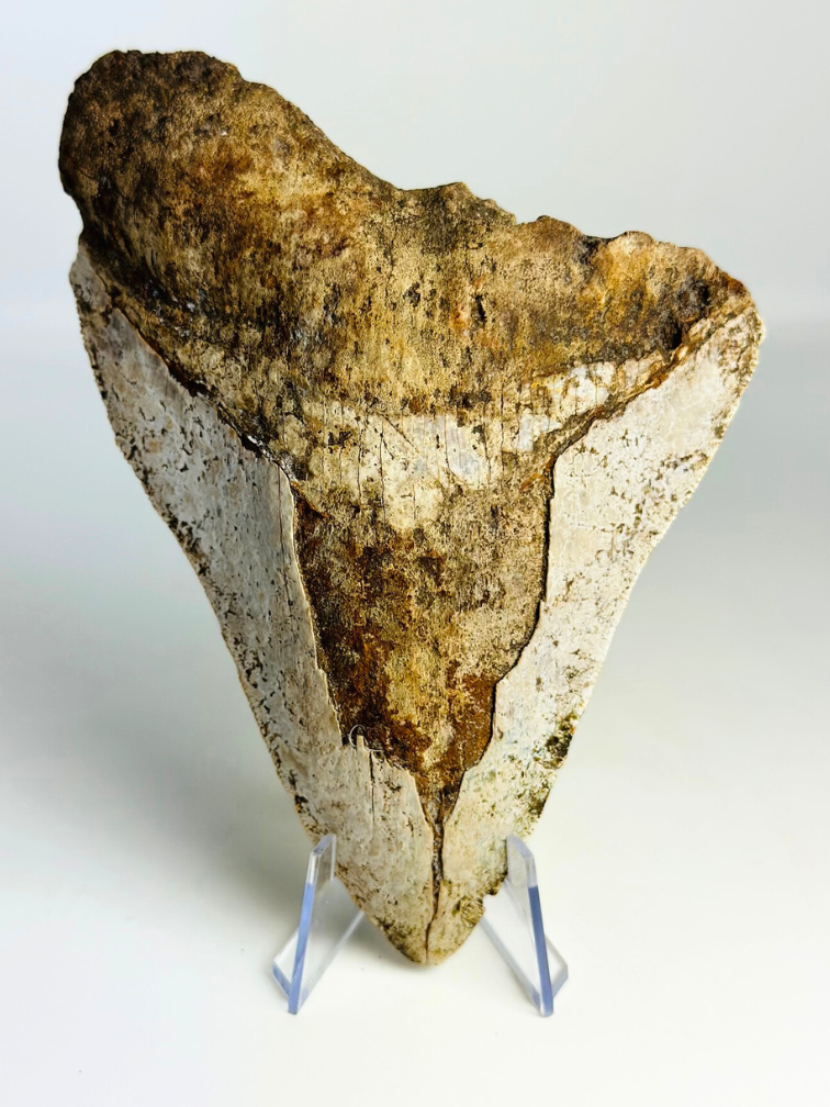 Megalodon teeth found during diving expeditions | Megalodontand.nl ...