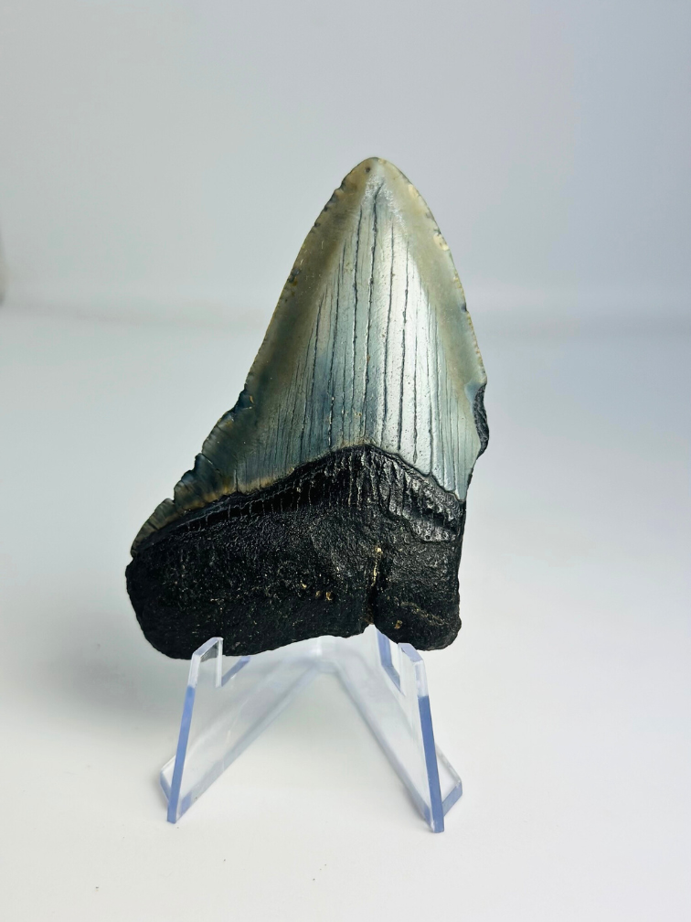 Megalodon tand | Evil Warding | Megalodontand.nl - Megalodontand.nl