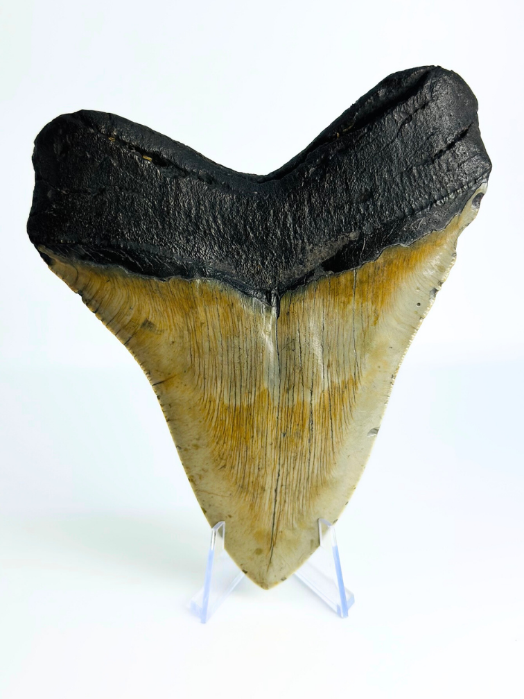 Megalodon tooth | Demon Anthem | Megalodontand.nl - Megalodontand.nl