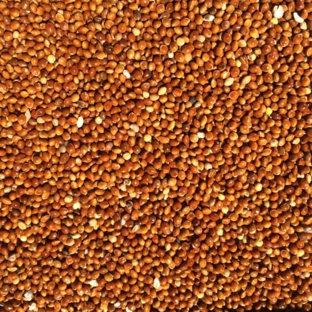 Millet rood - Birdsupply.nl de webshop in milletzaden