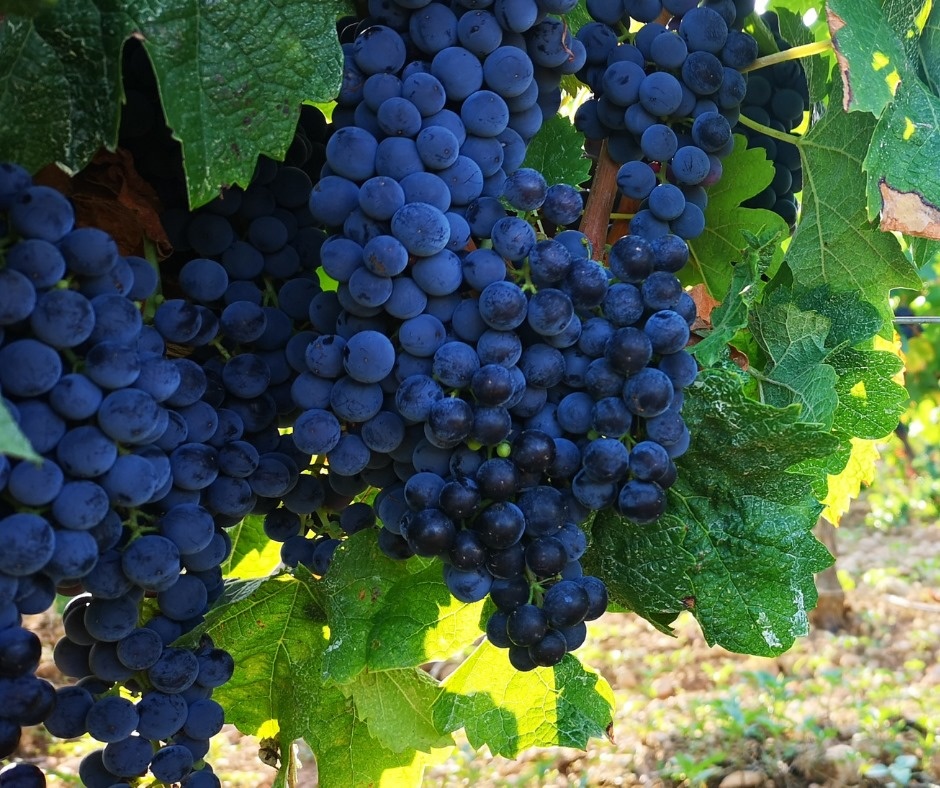 Mont Marcal Cava Extremarium Brut Rose Biologisch | Faberwineworld.nl ...