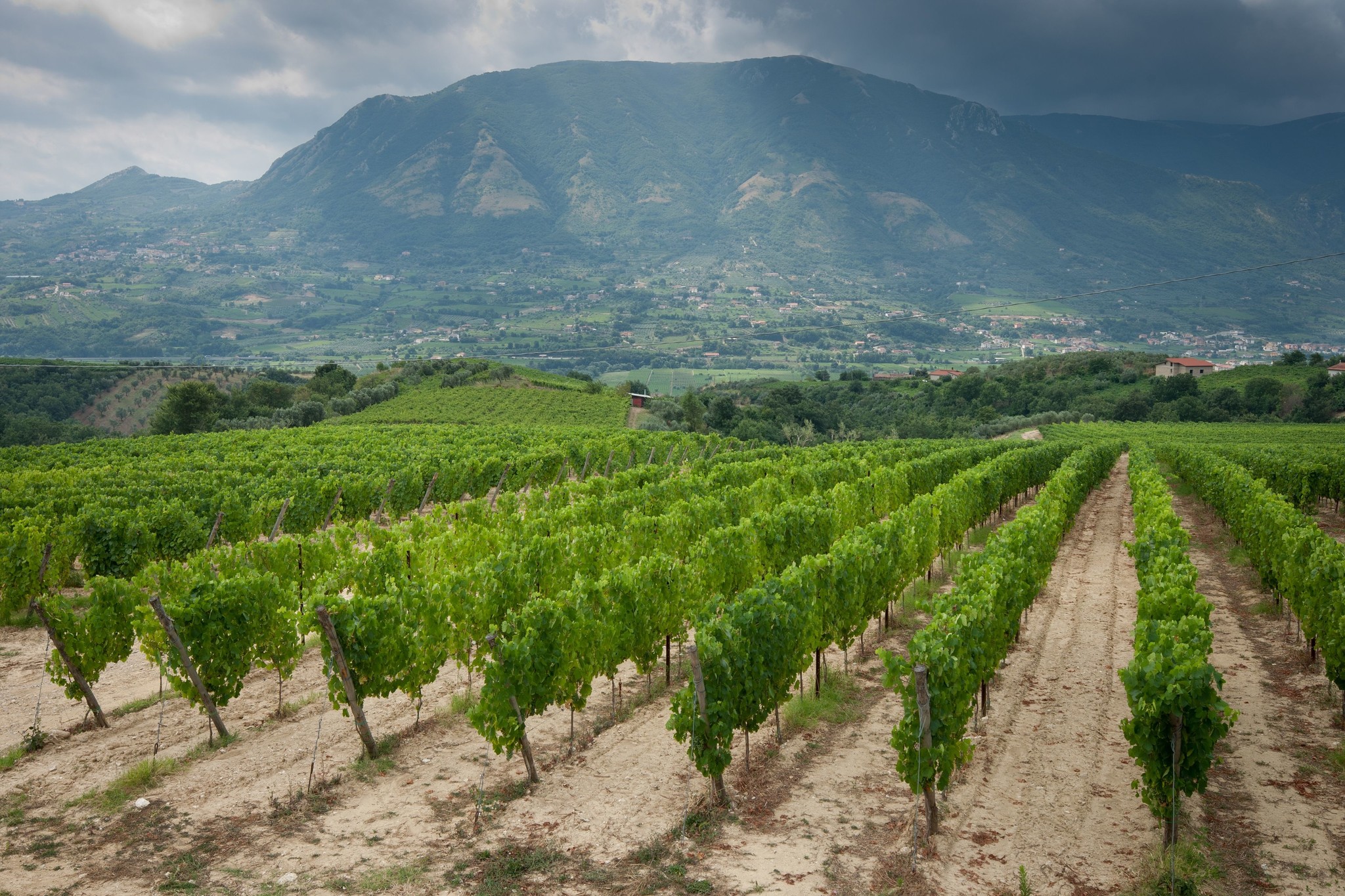 Zolla Primitivo di Manduria Riserva | rode wijn | Faberwineworld.nl ...