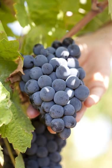 XR Xavier Roger Merlot Pays d'Oc | rode wijn | Faberwineworld.nl ...