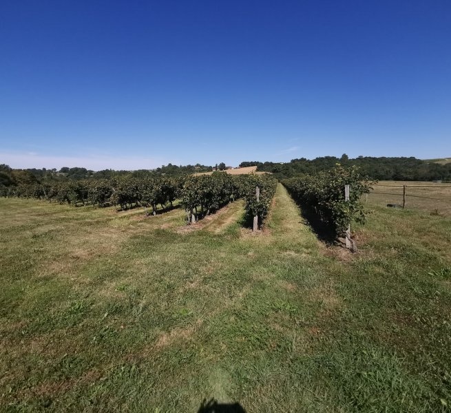 XR Xavier Roger Chardonnay Pays d'Oc | witte wijn | Faberwineworld.nl ...