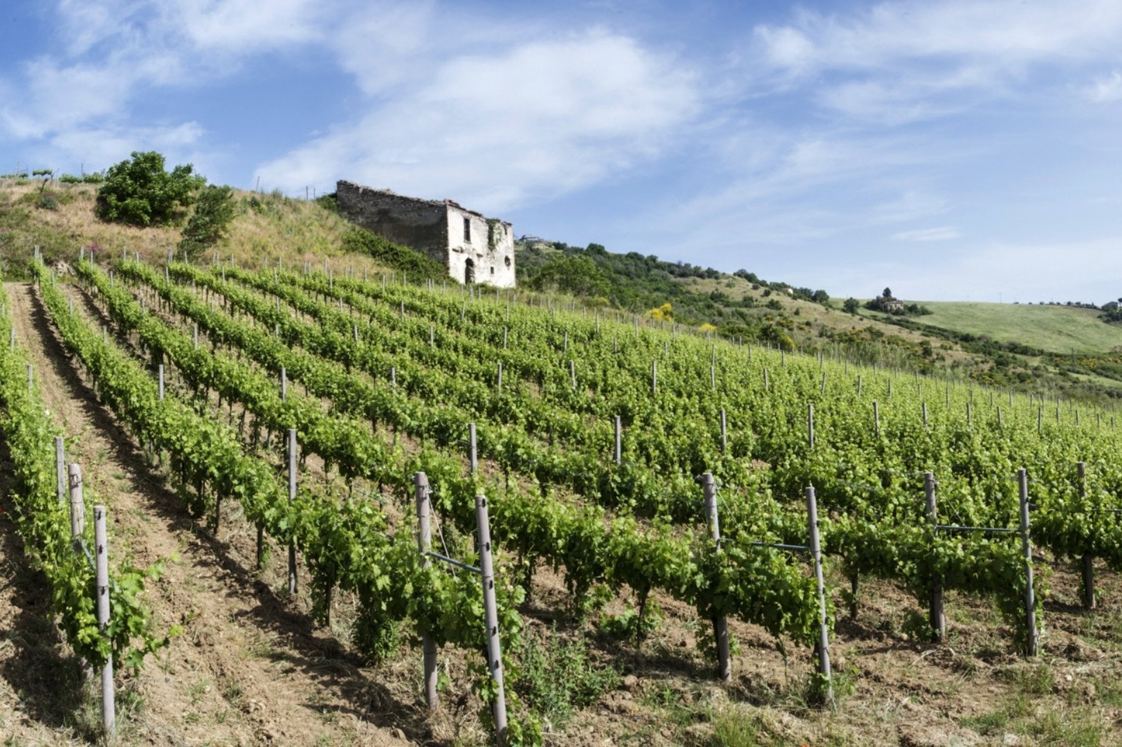 Primo Sangiovese Merlot Puglia | rode wijn | Faberwineworld.nl ...