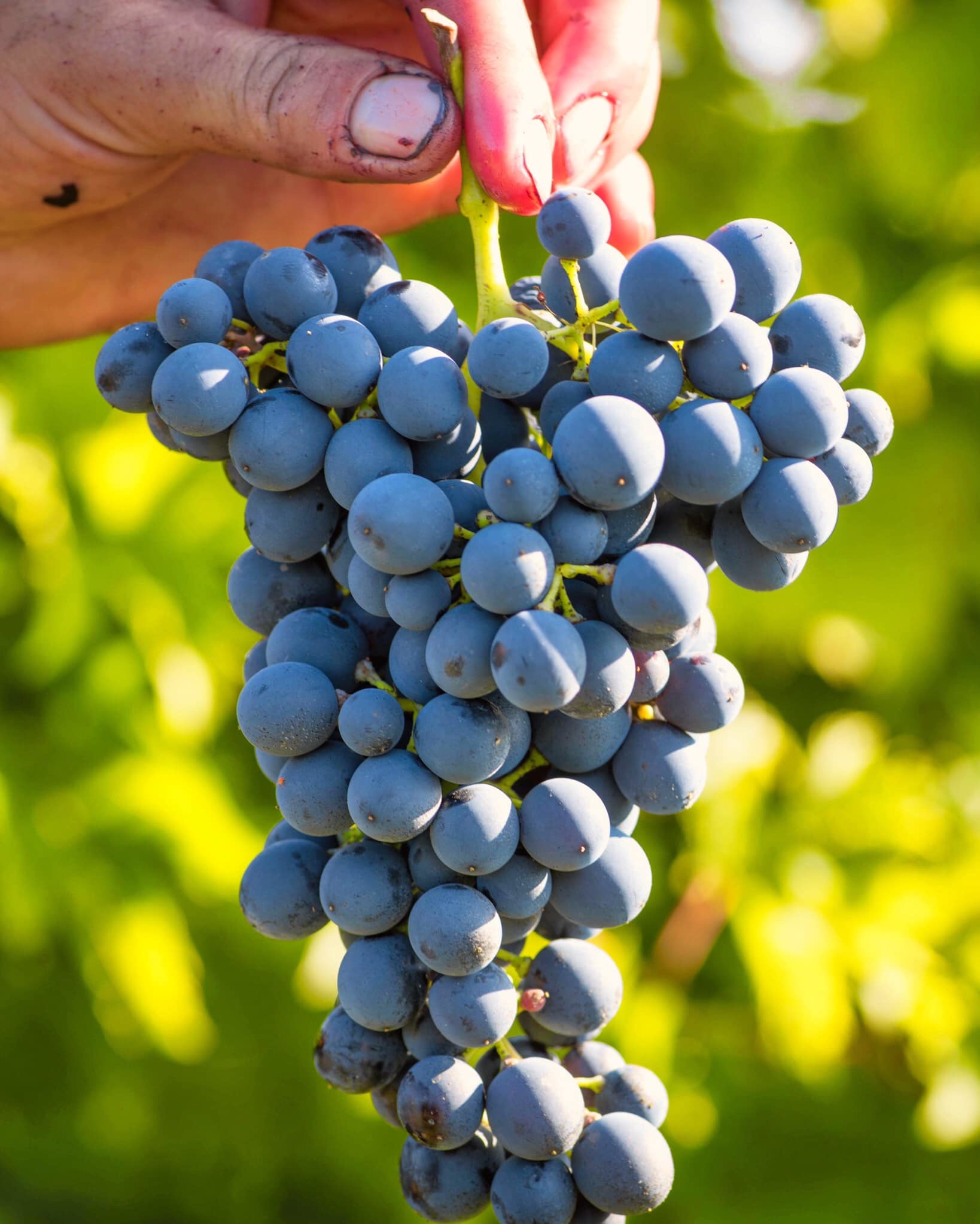 Primo Sangiovese Merlot Puglia | rode wijn | Faberwineworld.nl ...