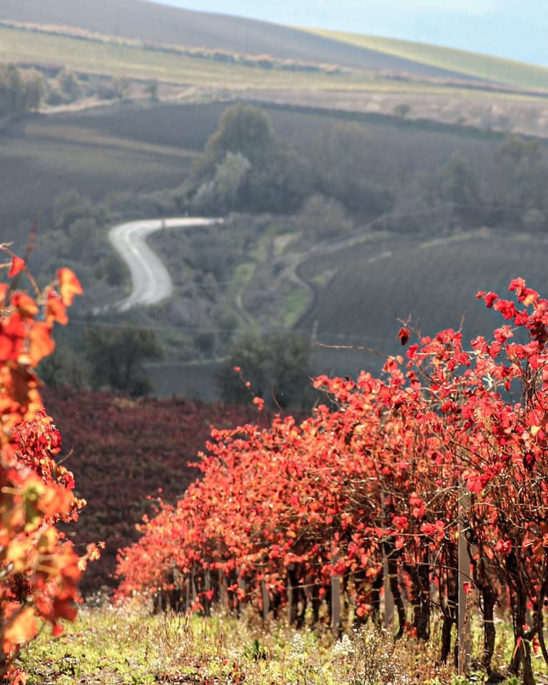 Primo Sangiovese Merlot Puglia | rode wijn | Faberwineworld.nl ...
