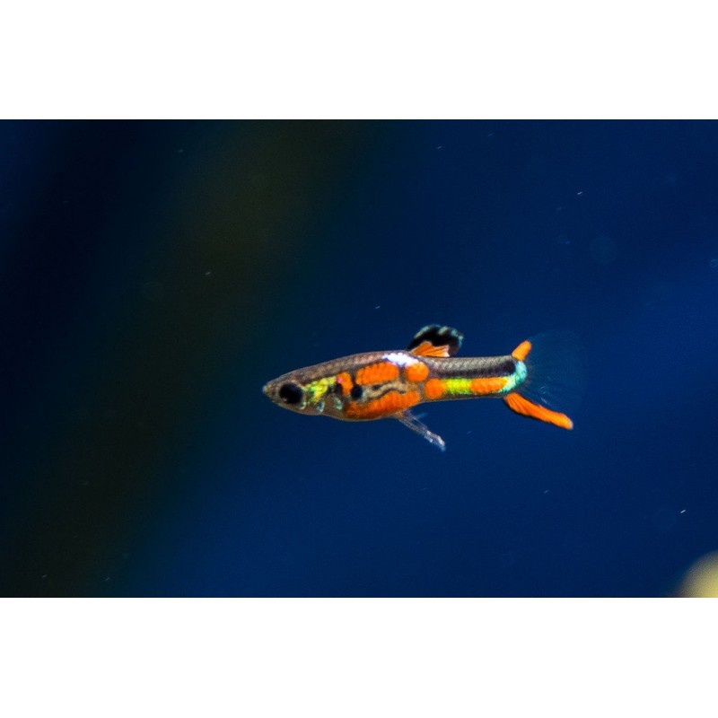 Guppy Endler - Poecilia wingei "Red chest" - kaufen im Aqua Planet ...