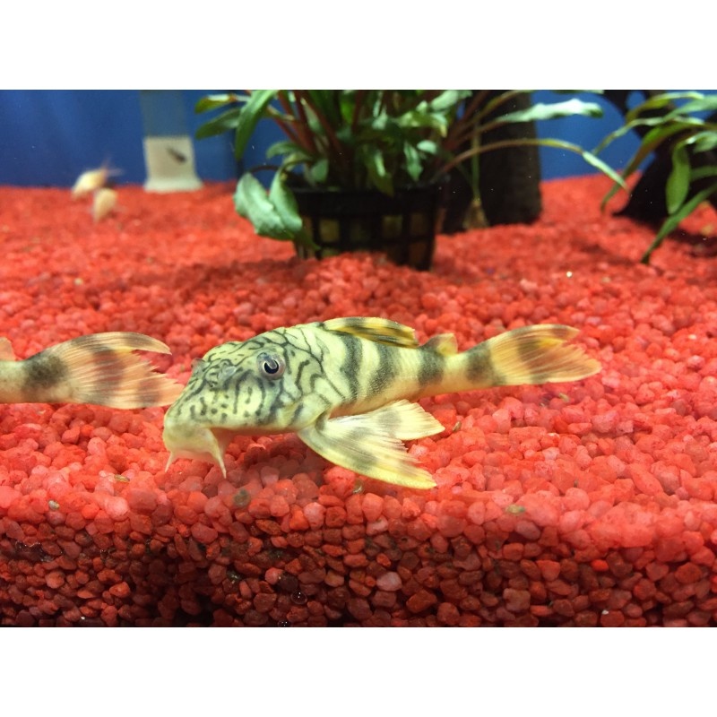 Peckoltia braueri L121 - Worm Line - kaufen im Aqua Planet Online Shop