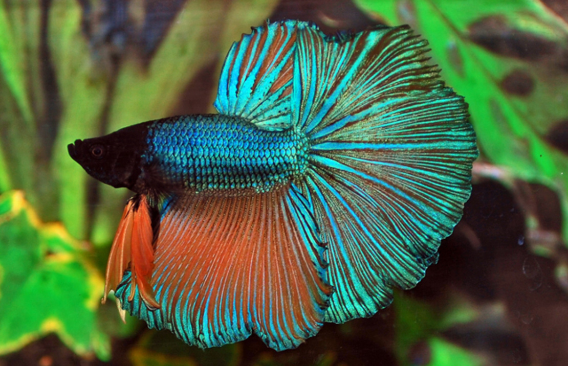 Kampffisch Männchen "Halfmoon" - kaufen im Aqua Planet Online Shop