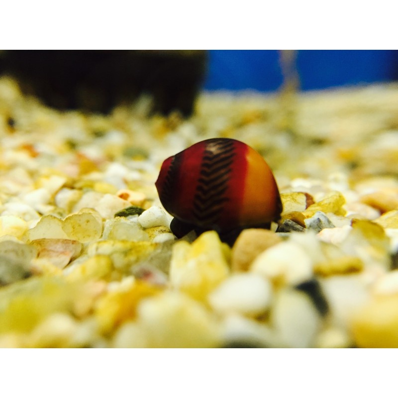 Rote Rennschnecke - Neritina waigiensis - kaufen im Aqua Planet Online Shop