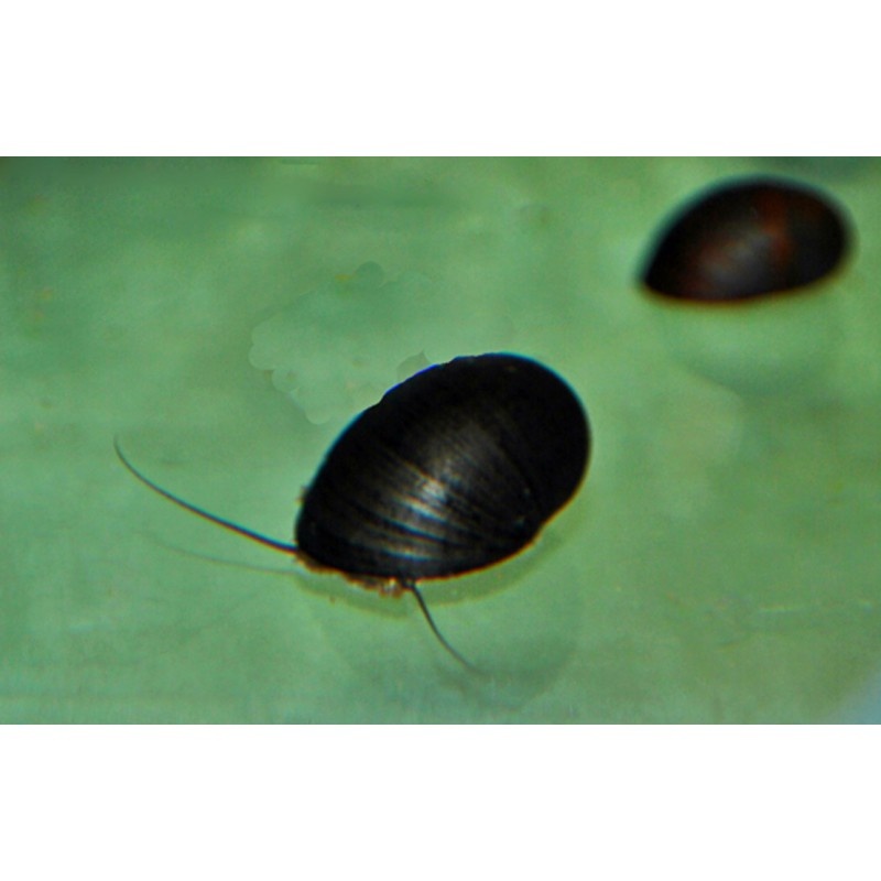 Helmschnecke - Neritina pulligera - kaufen im Aqua Planet Online Shop