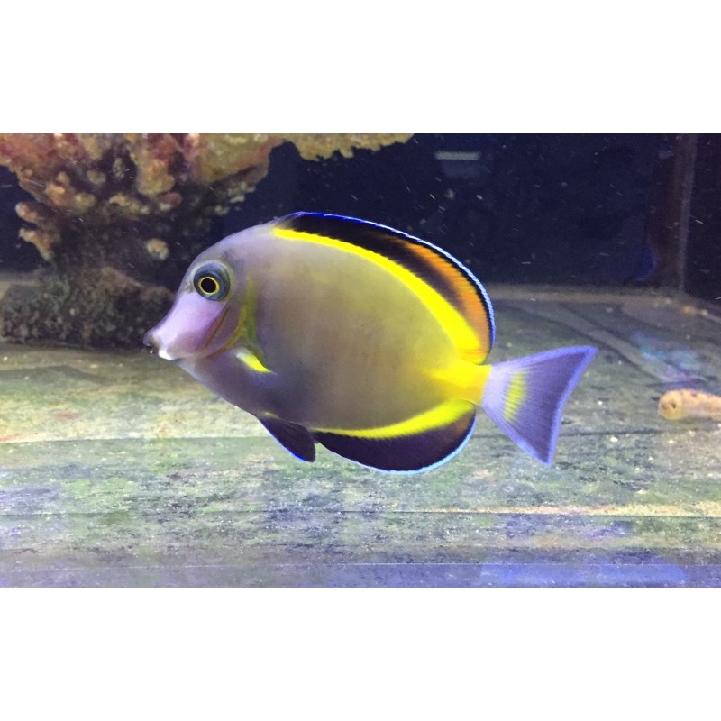Japanischer Doktorfisch - Acanthurus japonicus - kaufen im Aqua Planet ...