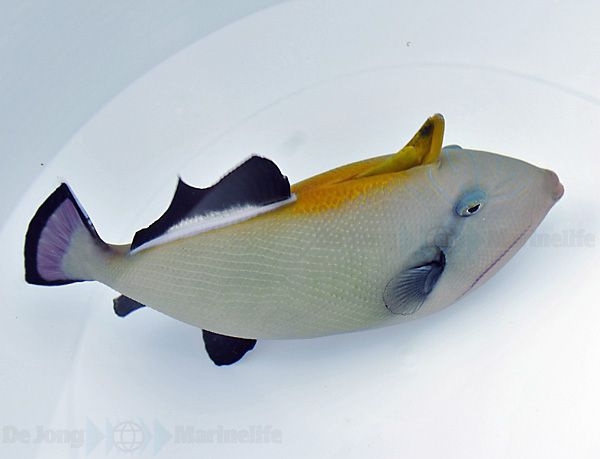 Indischer Drückerfisch - Melichthys indicus - kaufen im Aqua Planet ...