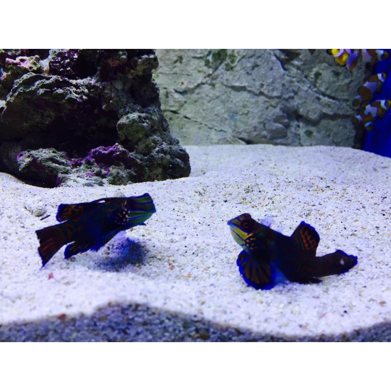 Mandarinfisch - Pterosynchiropus splendidus "Paar" - kaufen im Aqua ...
