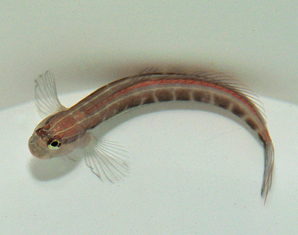 Gestreifter Blenny - Ecsenius lineatus - kaufen im Aqua Planet Online Shop