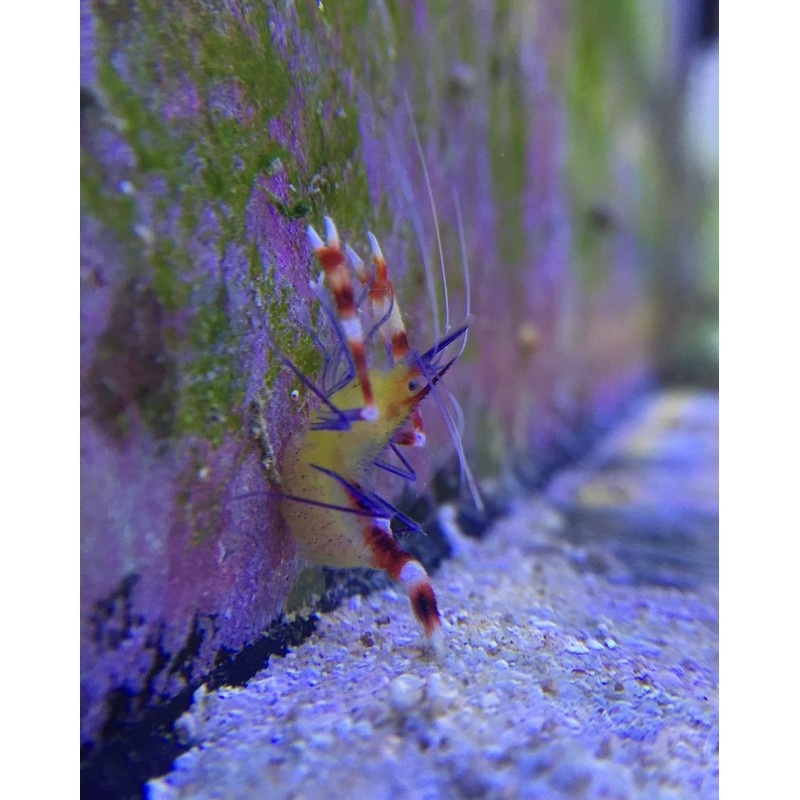 Blaubein Scherengarnele - Stenopus cyanoscelis - kaufen im Aqua Planet ...