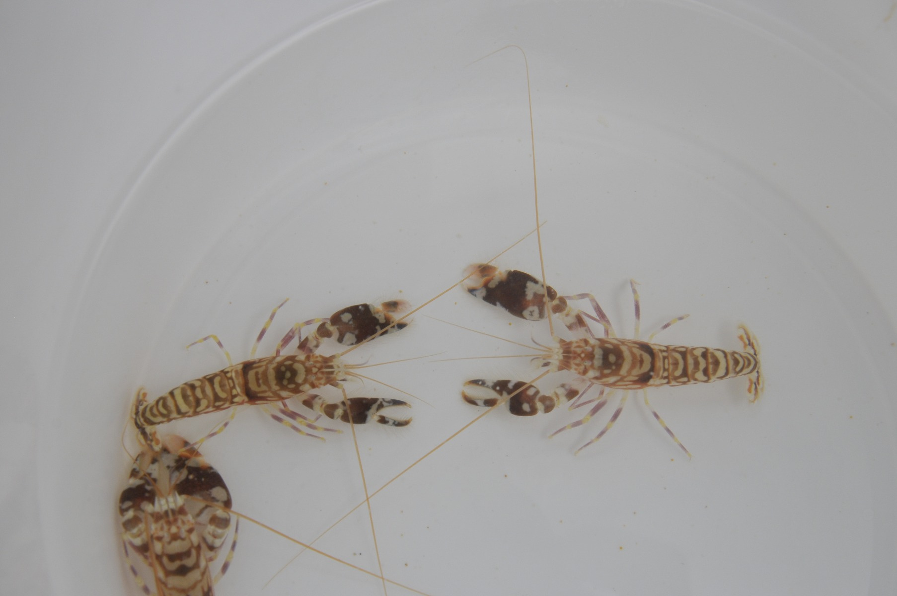 Getigerter Knallkrebs - Alpheus bellulus - kaufen im Aqua Planet Online ...