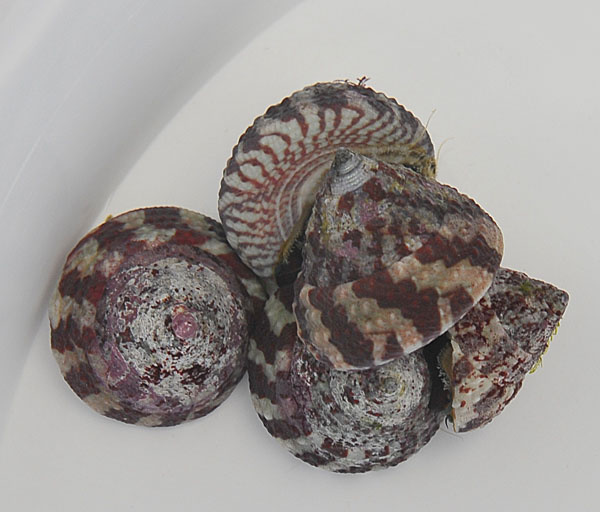 Gestreifte Turboschnecke - Trochus radiatus - kaufen im Aqua Planet ...