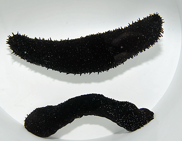 Schwarze Seegurke - Holothuria (Halodeima) atra - kaufen im Aqua Planet ...