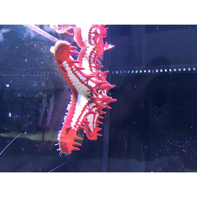 Lincks Walzenseestern - Protoreaster lincki - kaufen im Aqua Planet ...