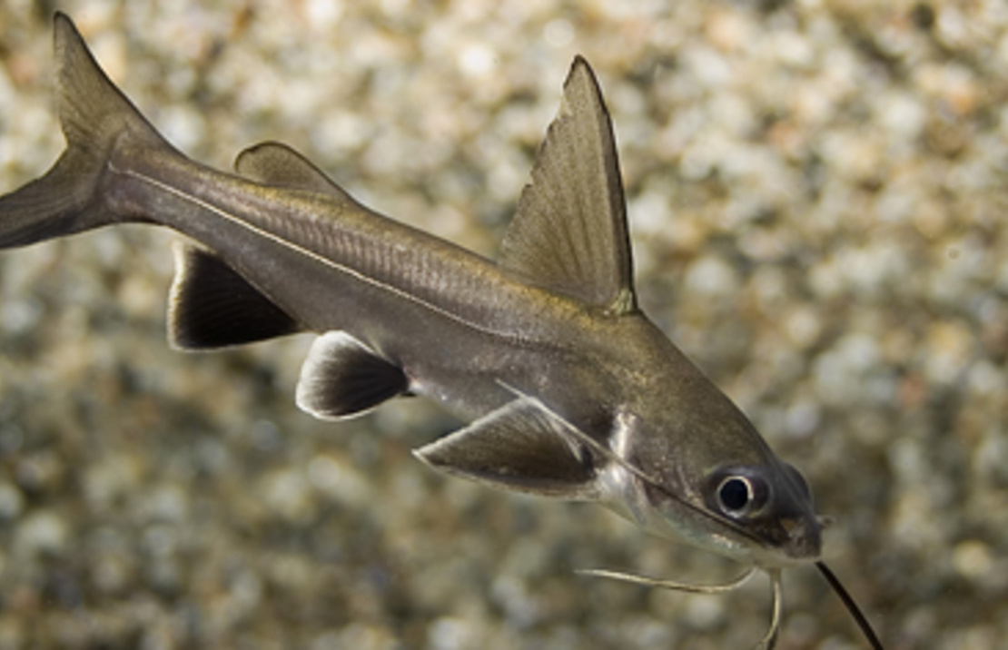 Mini Hai - kaufen im Aqua Planet Online Shop