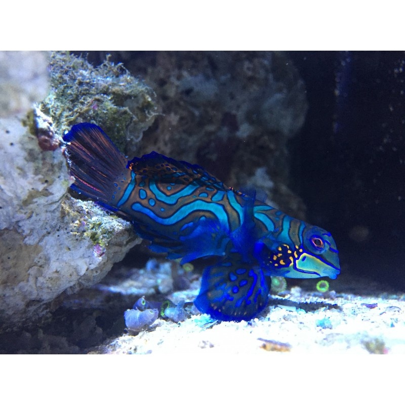 Mandarinfisch - Pterosynchiropus splendidus - kaufen im Aqua Planet ...