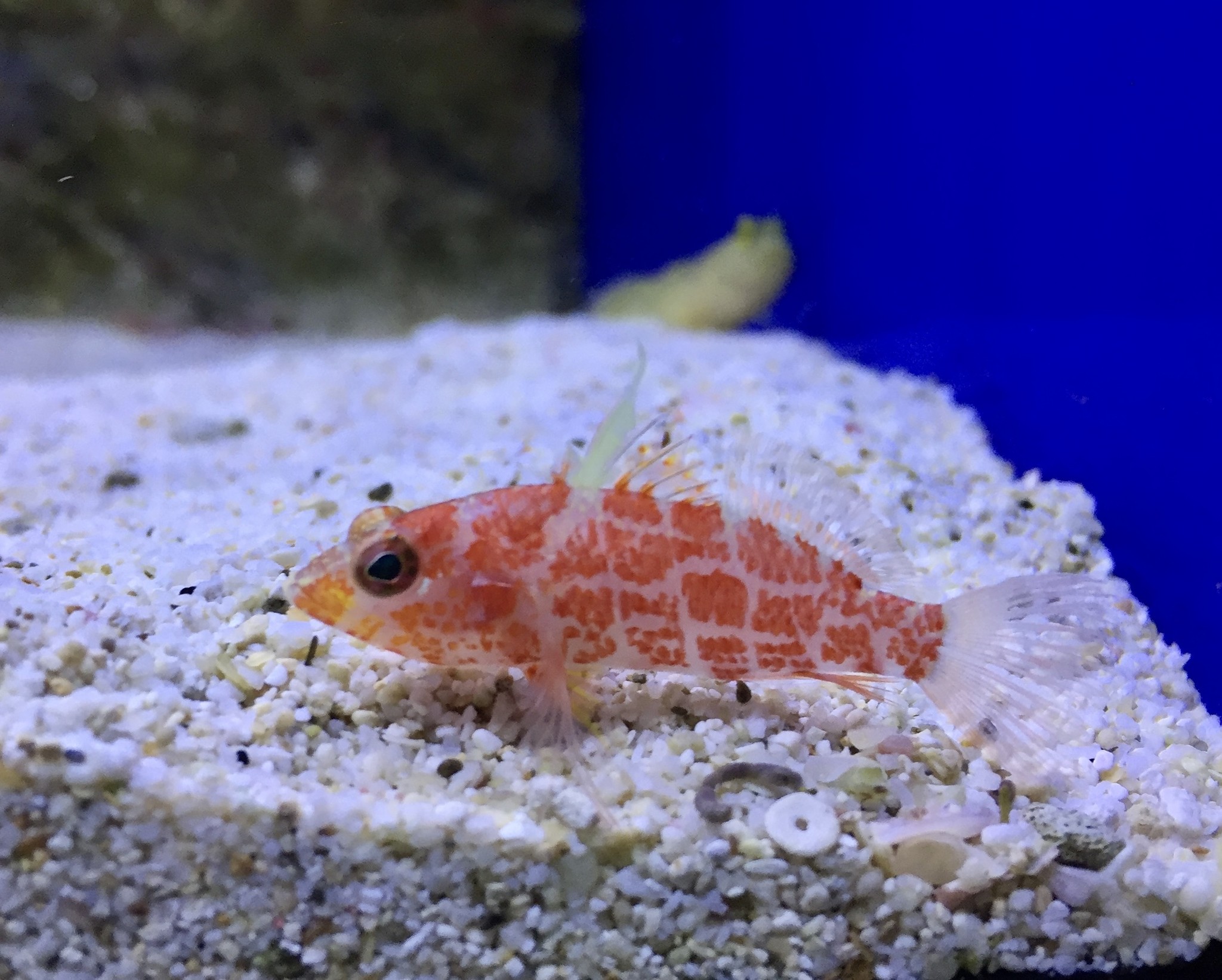 Zwergfahnenbarsch - Plectranthias inermis - kaufen im Aqua Planet ...