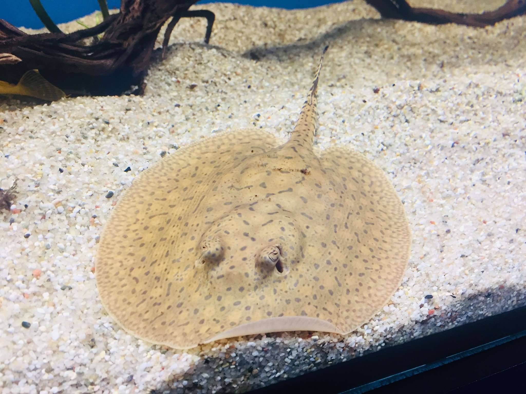 Scobina Rochen - Potamotrygon scobina - kaufen im Aqua Planet Online Shop