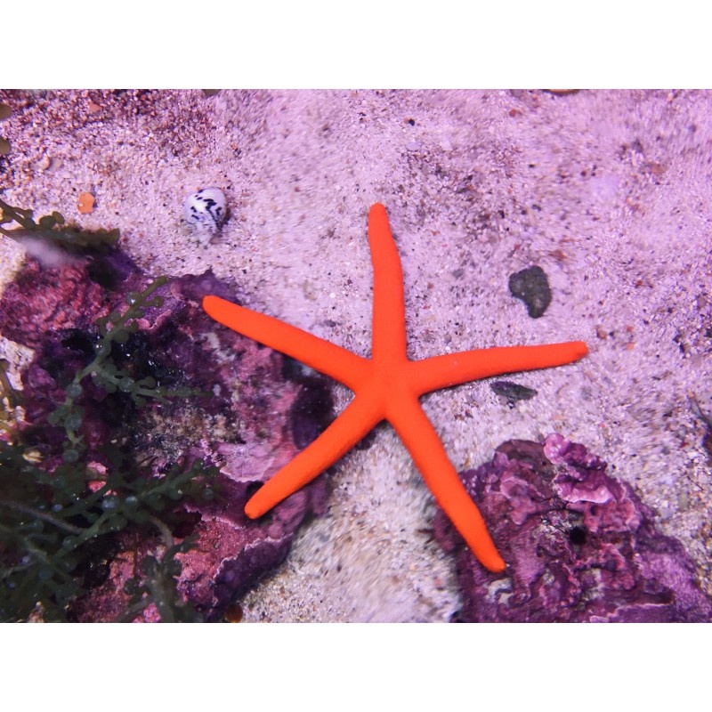 Roter Seestern - Linckia sp. - kaufen im Aqua Planet Online Shop