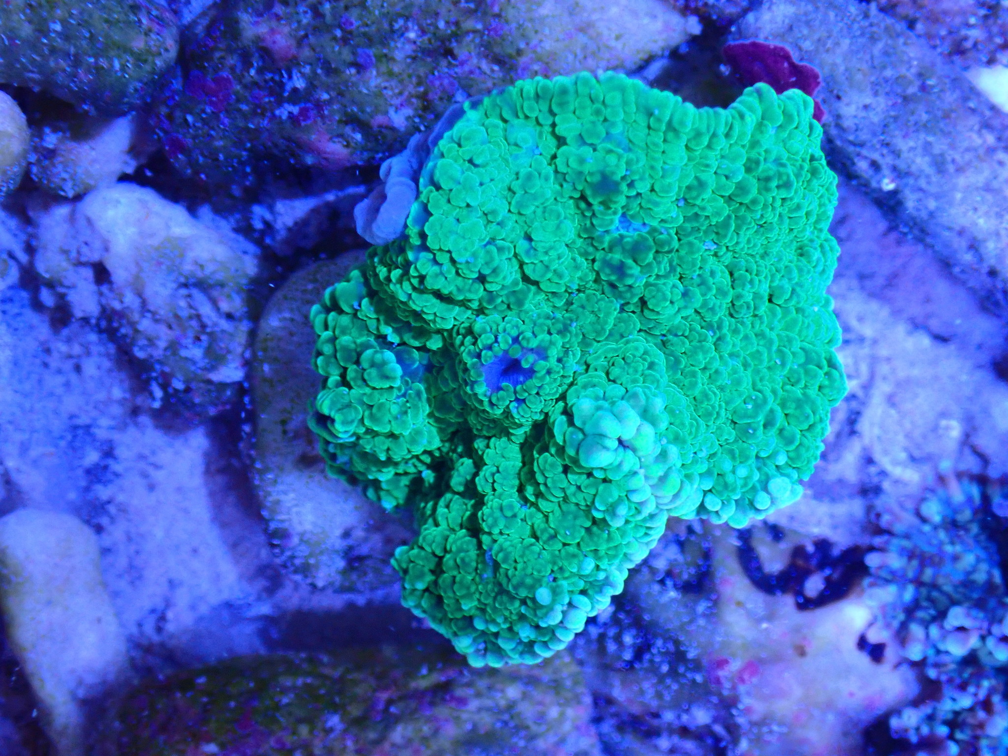 Scheibenanemone Discosoma sp. Ultra Green - kaufen im Aqua Planet ...
