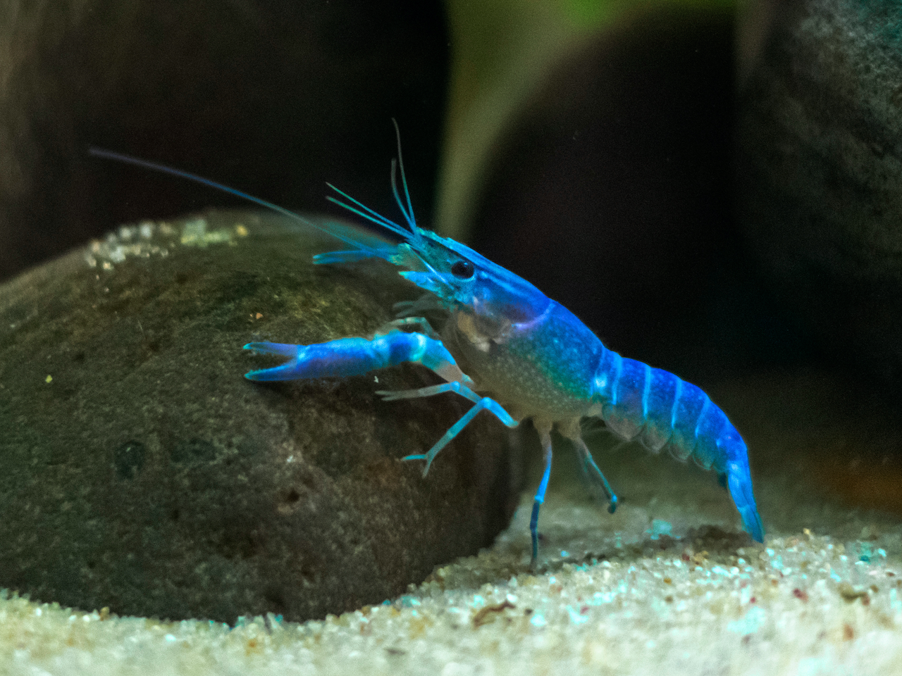 Blauer Floridakrebs - Procambarus alleni - kaufen im Aqua Planet Online ...