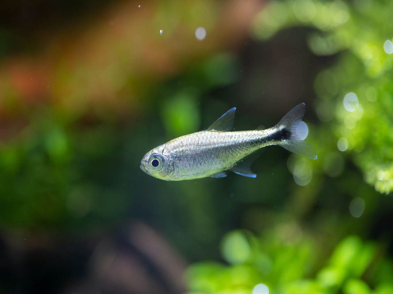 Hemigrammus rodwayi - Gold Tetra - kaufen im Aqua Planet Online Shop