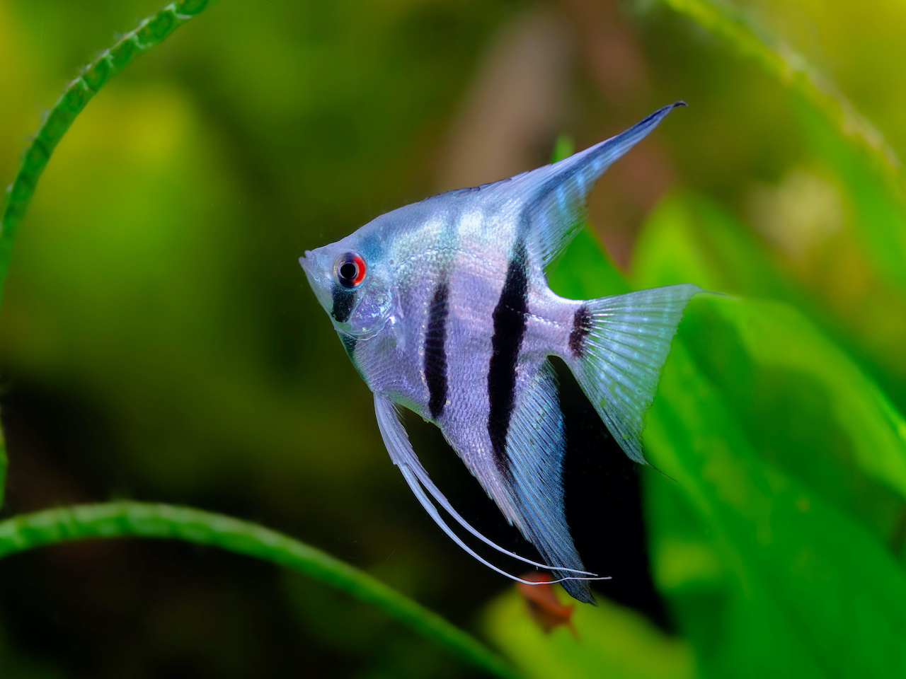 SKALAR "blau" - kaufen im Aqua Planet Online Shop