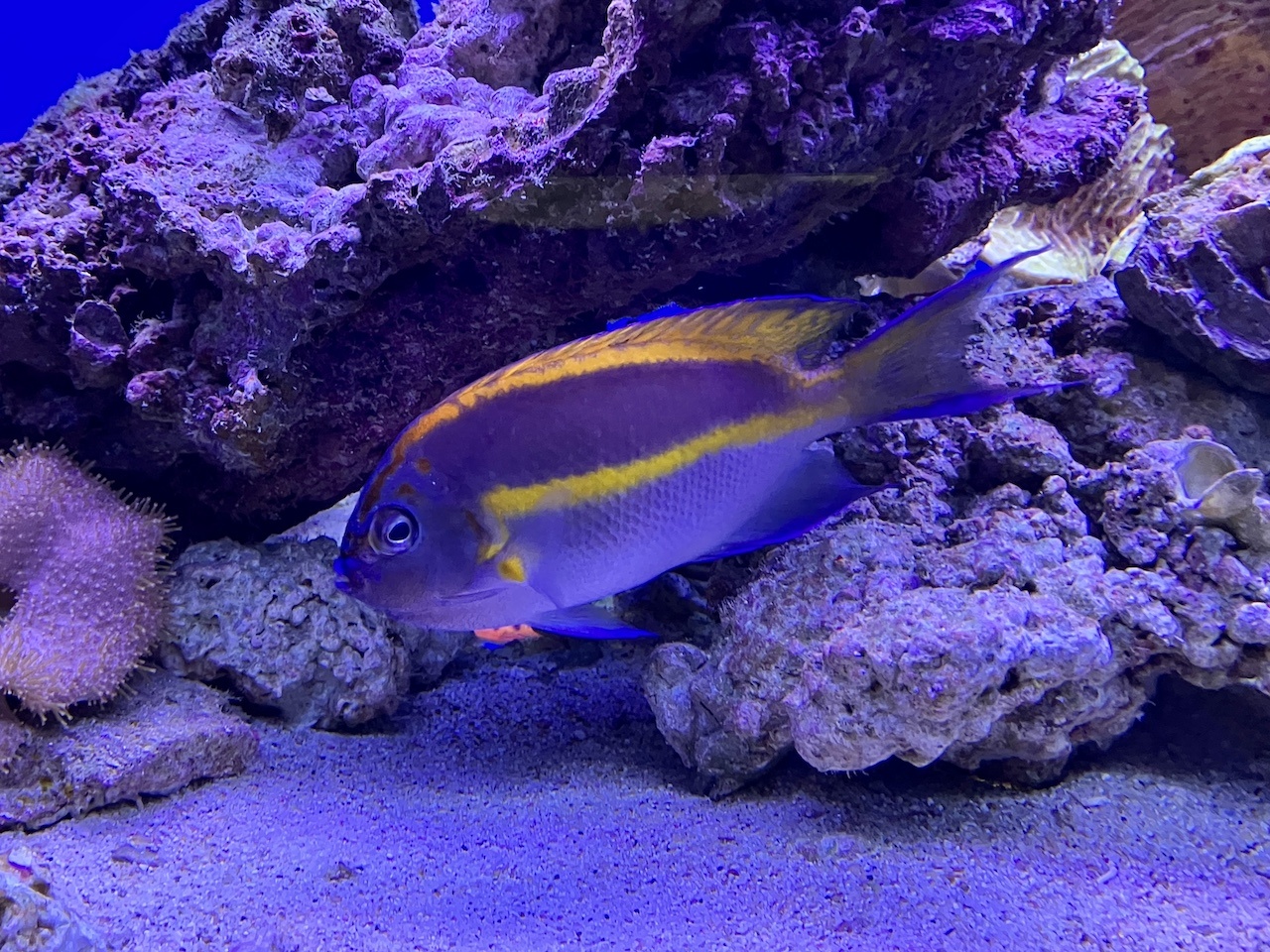 Pracht Lyrakaiserfisch - Genicanthus bellus PAAR - kaufen im Aqua ...