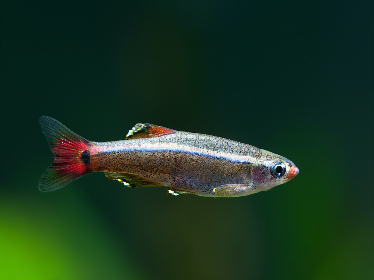 Kardinalfisch - Tanichthys albonubes - kaufen im Aqua Planet Online Shop